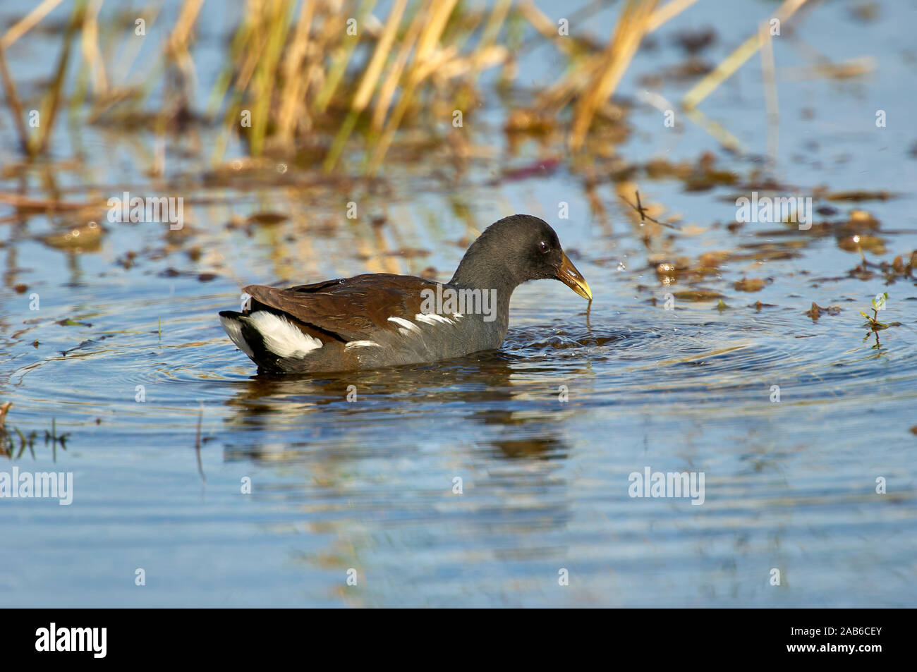 Female Moorhen
