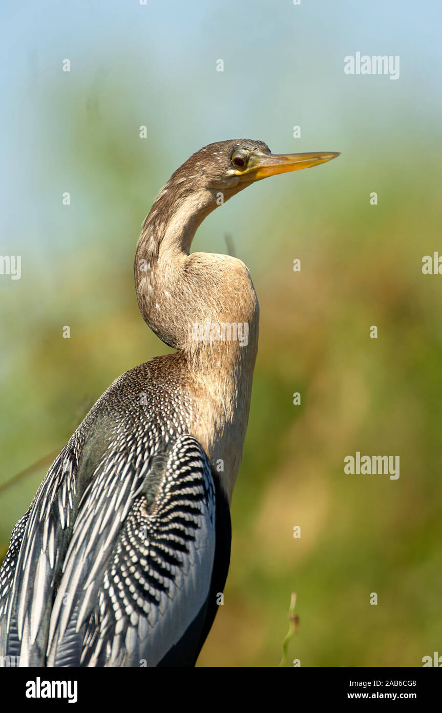 Anhinga, (Anhinga anhinga) also known as Snakebird, Everglades National ...