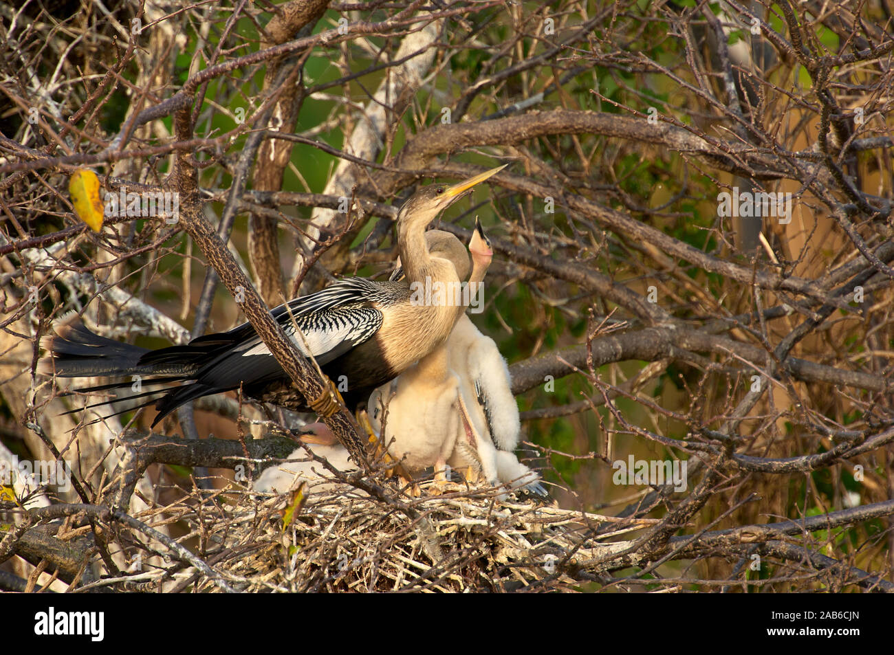 Anhinga, (Anhinga anhinga), on nest with three chicks, Wakodahatchee ...