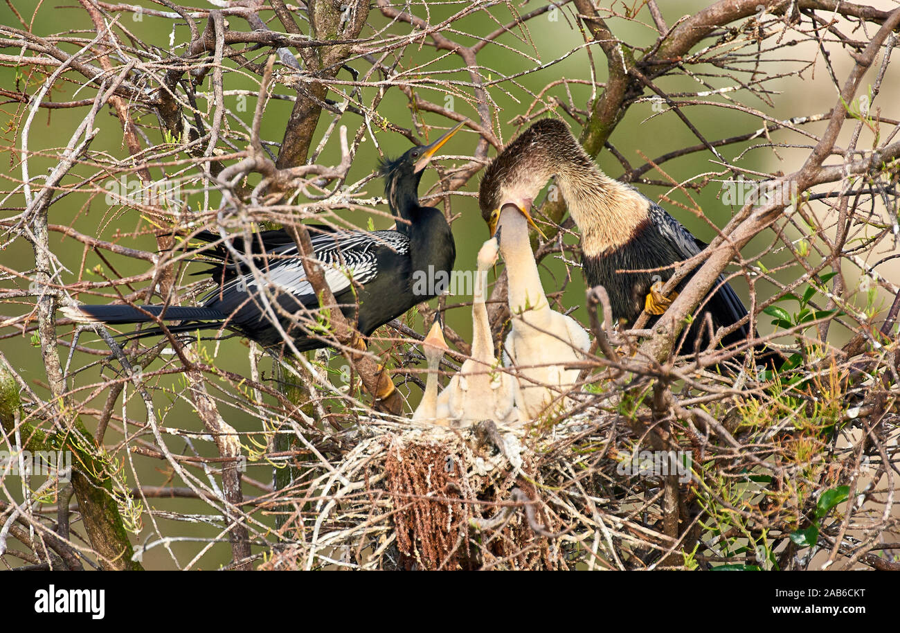 Anhinga, (Anhinga anhinga), parents on nest with three chicks ...