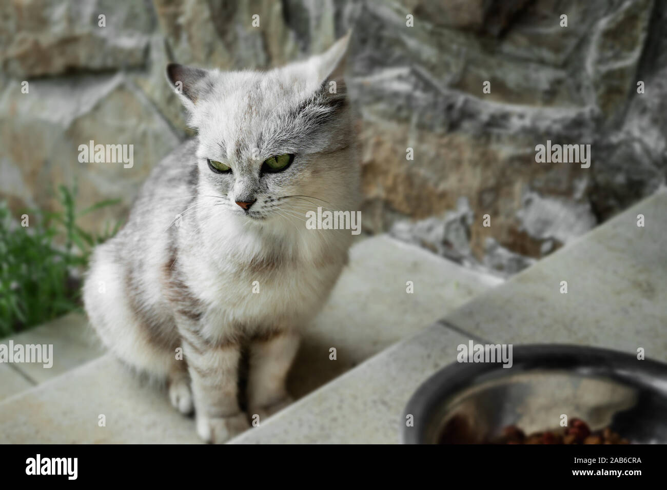Beautiful young grey cat with sad eyes sitting on the stairs waiting ...