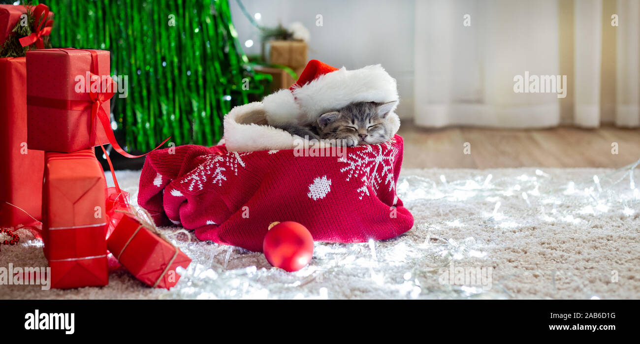 Christmas cat sleeping. Christmas presents concept. Portrait of kitten ...