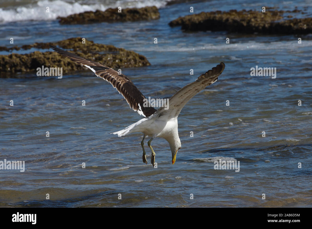 Seagull diving into sea hi-res stock photography and images - Alamy