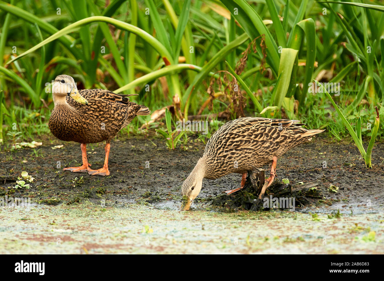 Mottled Duck (Anas fulvigula), Green Cay Nature Area, Delray Beach ...