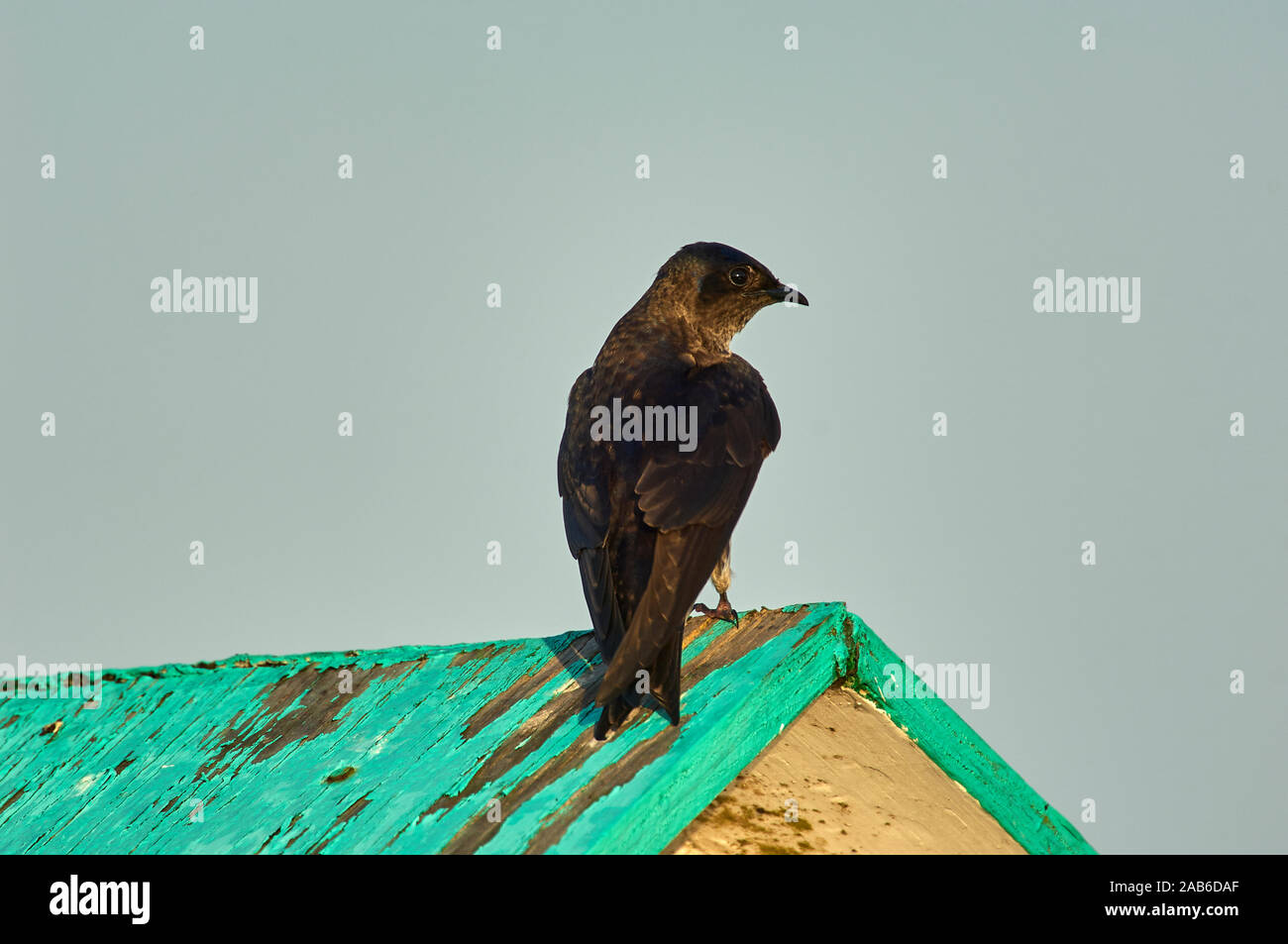 Purple martin bird florida hi-res stock photography and images - Alamy
