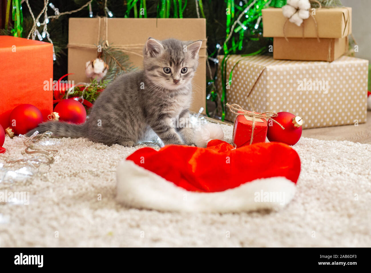 Christmas cat. Christmas presents concept. Tabby kitten near Santa ...
