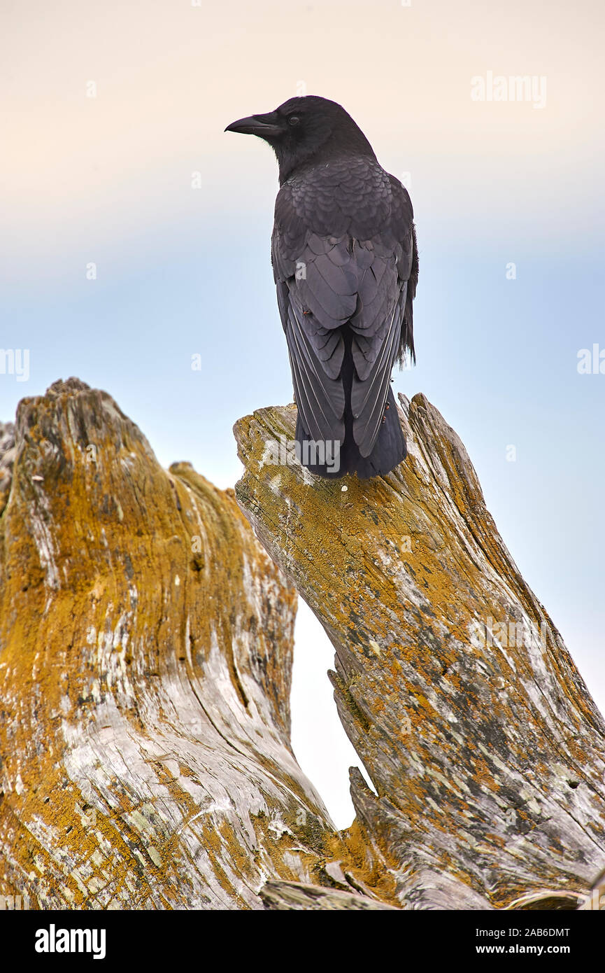 Parksville british columbia hi-res stock photography and images - Alamy