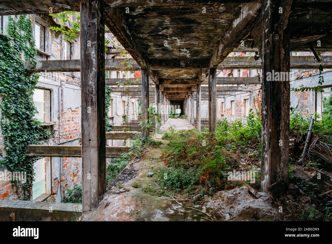 Ruined mansion corridor interior overgrown by plants. Nature and ...