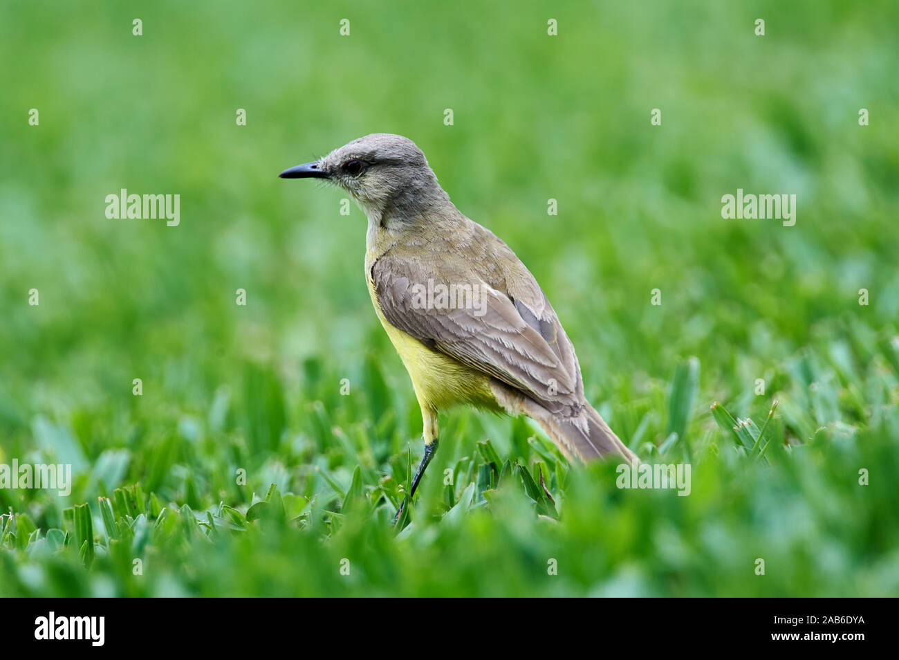 Cattle Tyrant (Machetornis rixosa), Sucandi, Suzano, Sao Paulo, Brazil ...