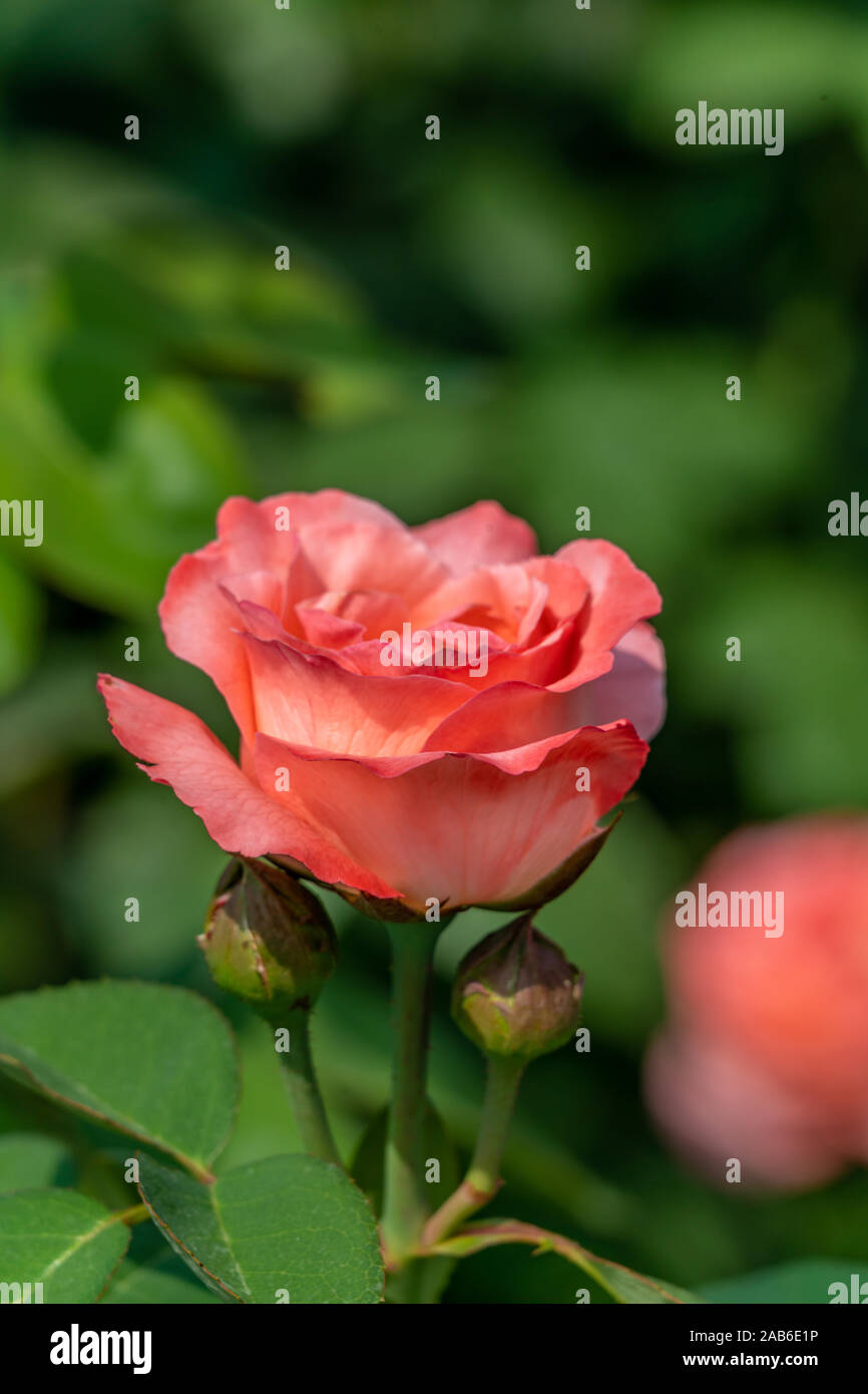 Rose Pink Panther, Flower in full bloom Stock Photo - Alamy