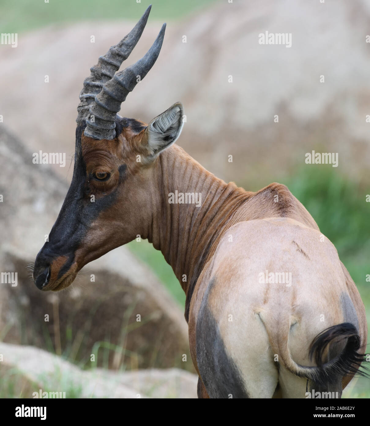 Damaliscus lunatus jimela hi-res stock photography and images - Alamy