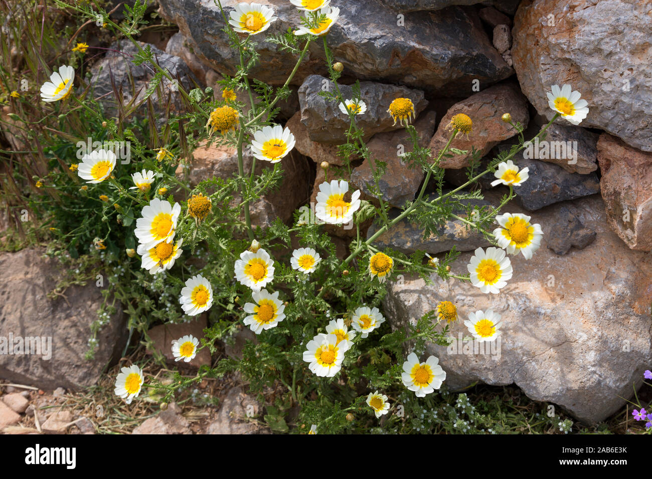 Wildflowers Greece Greek Yellow High Resolution Stock Photography and ...