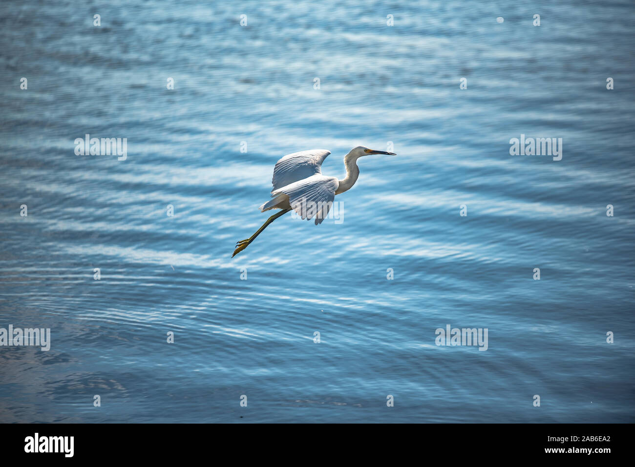 Tampa birds hi-res stock photography and images - Alamy