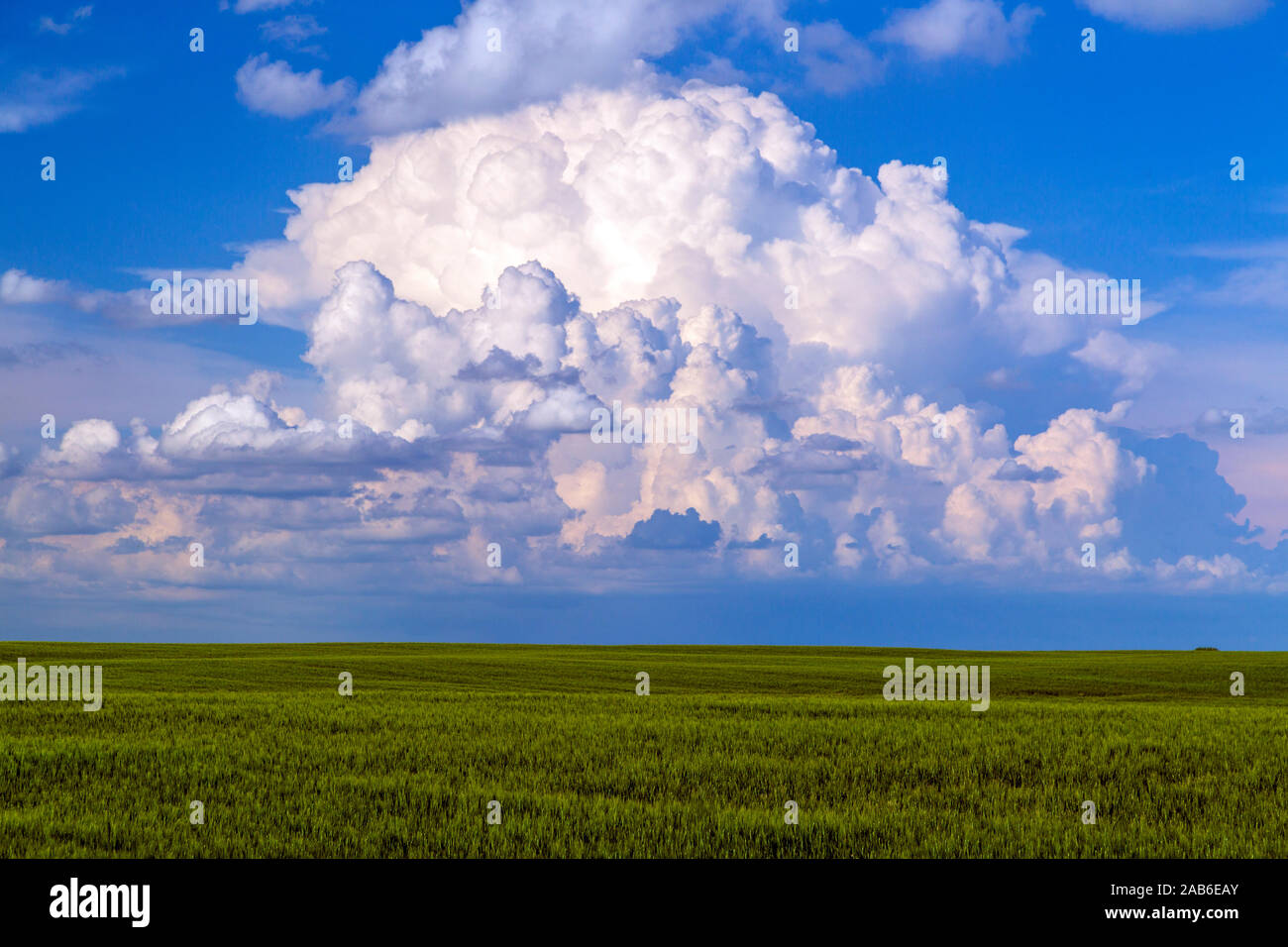 Canadian prairie landscape of wheat field in rural Saskatchewan, Canada ...