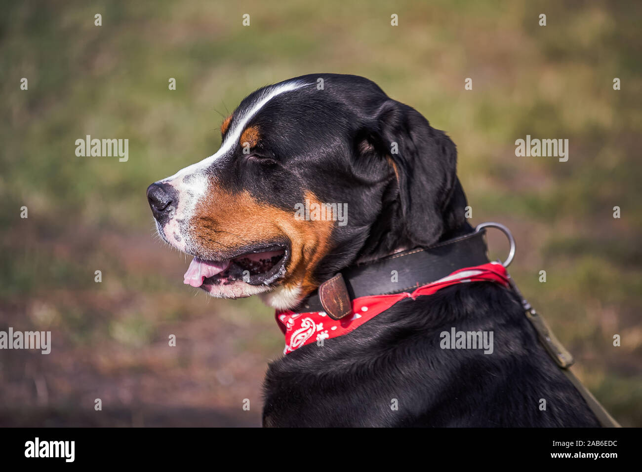 lucky Bernese Berner Sennenhund Big dog on green field. Portrait of ...