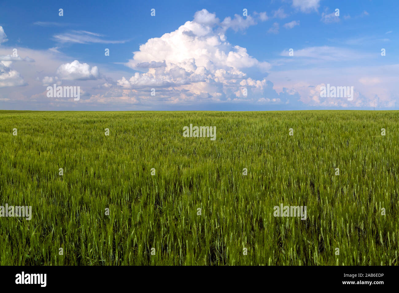 Saskatchewan wheat field hi-res stock photography and images - Alamy