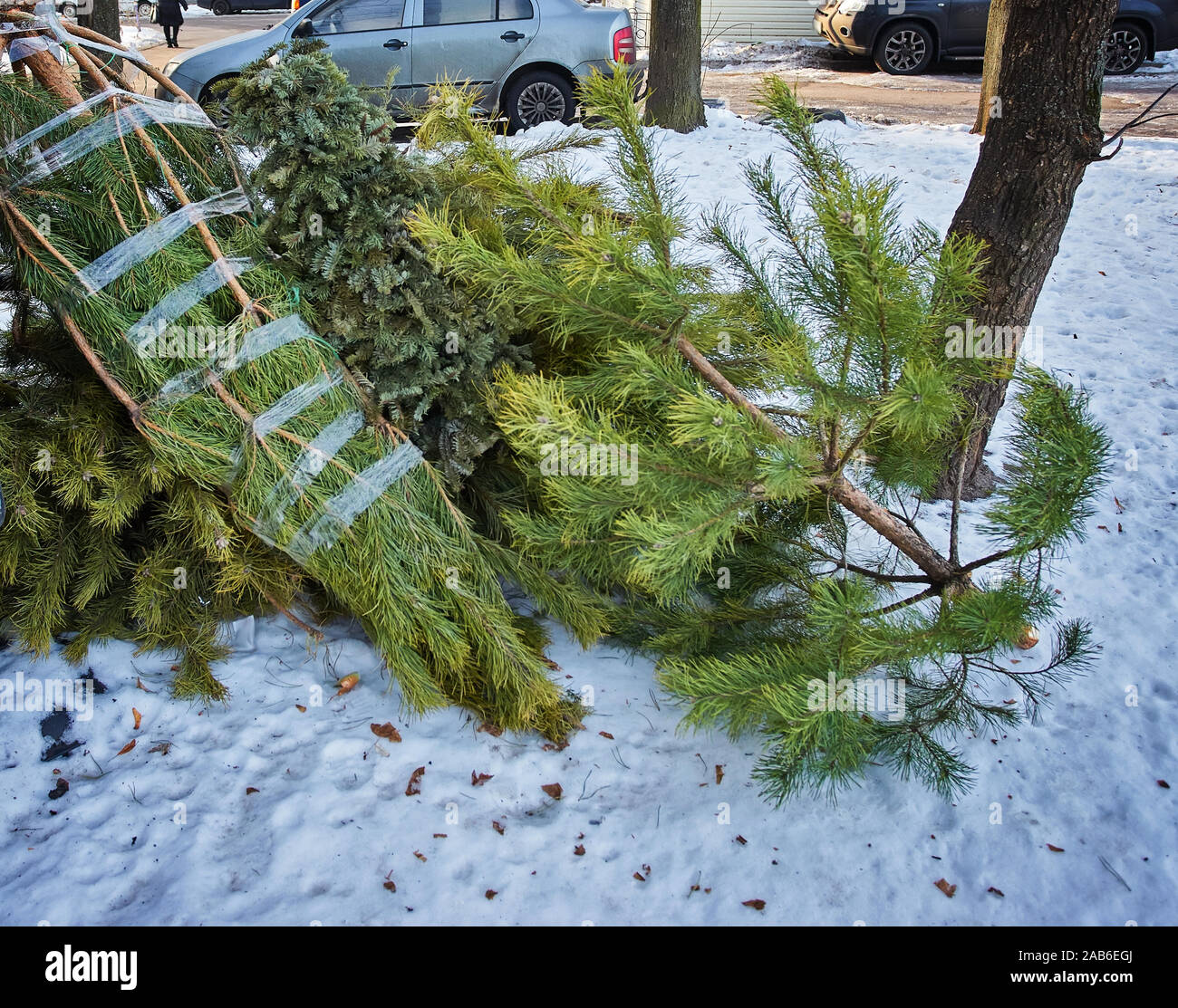 Christmas is over. Christmas trees are put down at a street after Xmas ...
