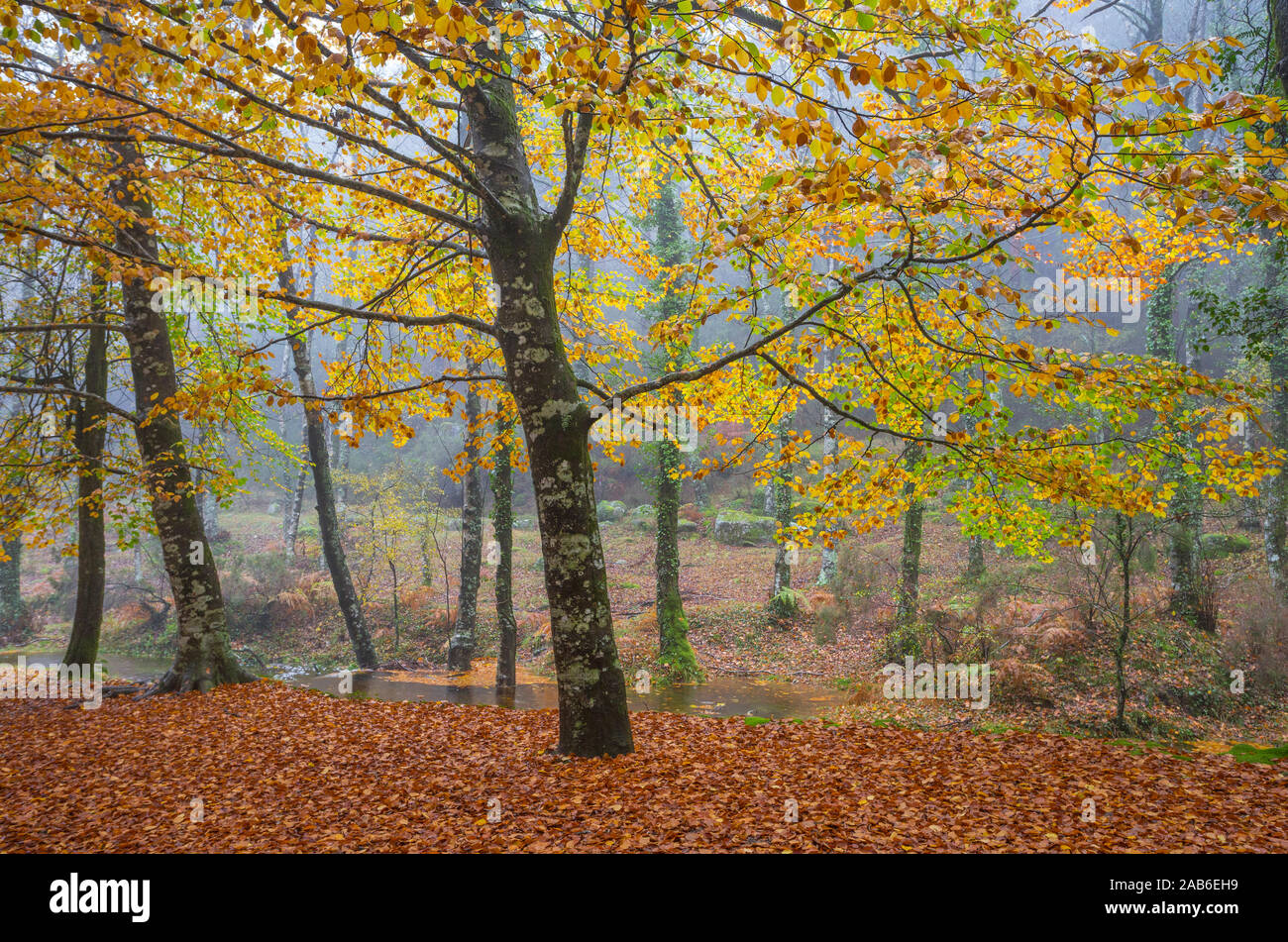 Autumn in "Mata da Albergaria" Geres National Park, Portugal Stock ...