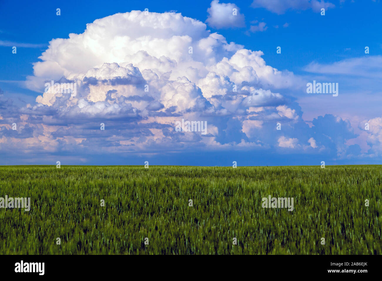 Canadian prairie landscape of wheat field in rural Saskatchewan, Canada ...