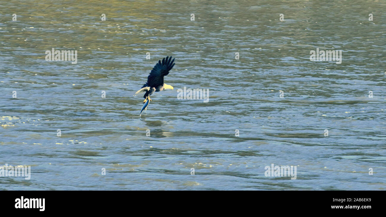 illustration picture of Bald Eagle catching and flying with fish Stock ...
