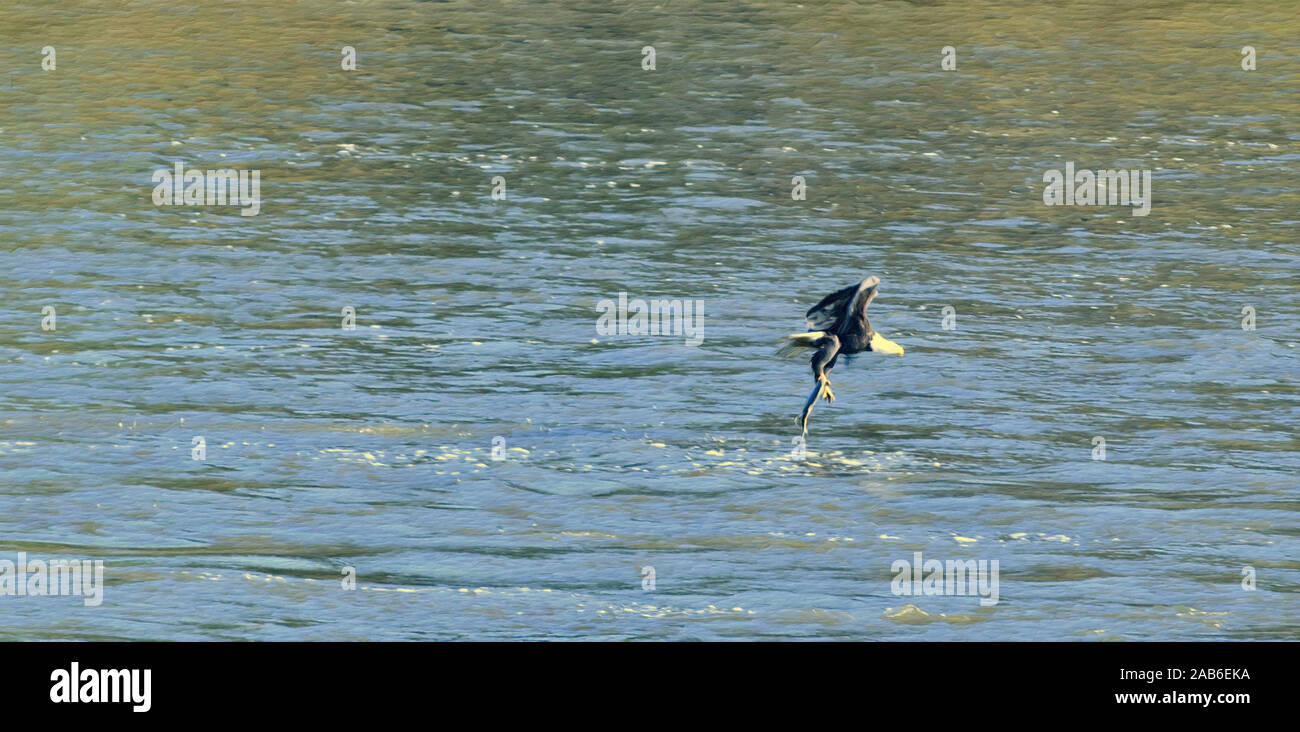 illustration picture of Bald Eagle catching and flying with fish Stock ...