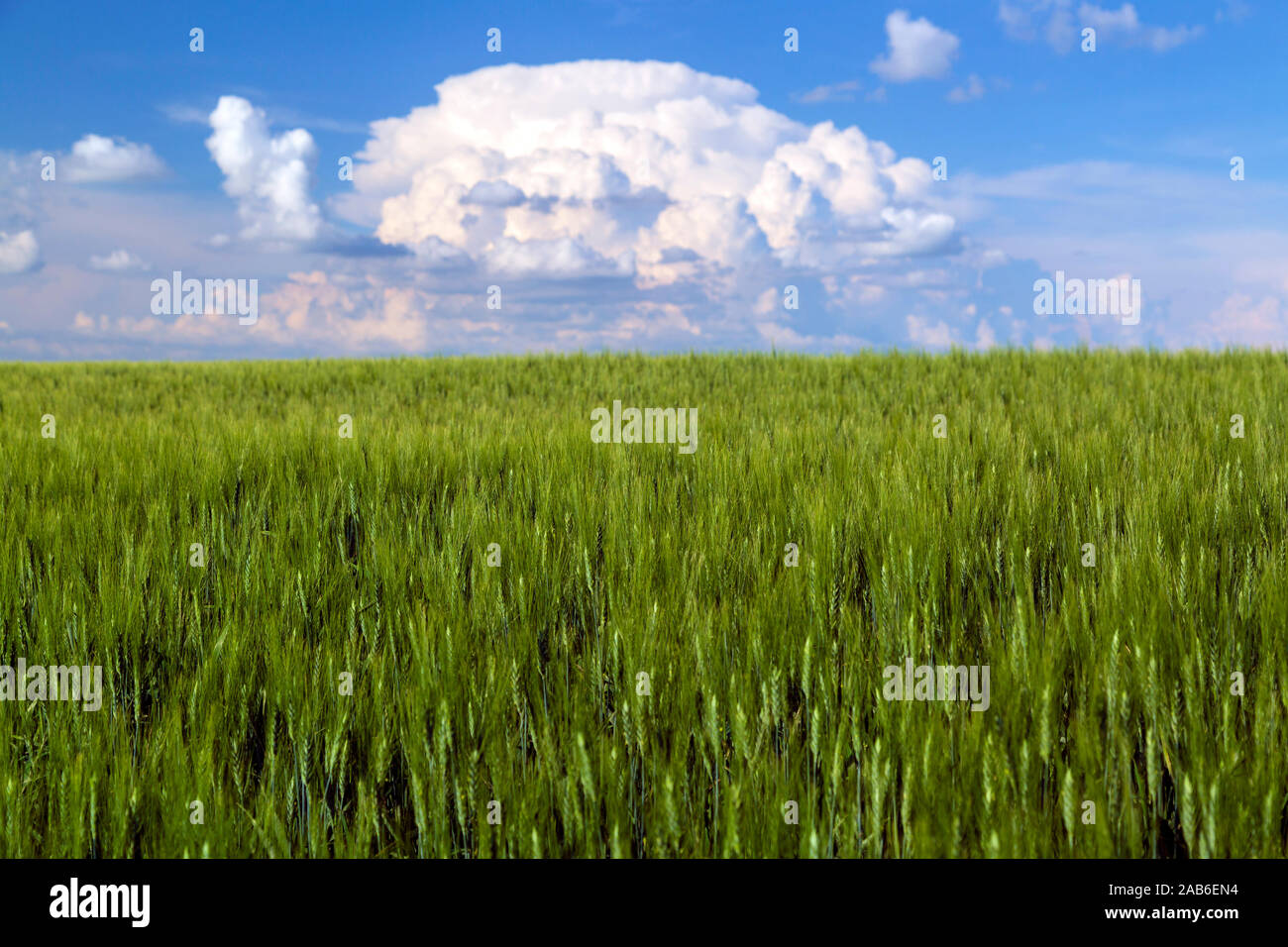 Canadian prairie landscape of wheat field in rural Saskatchewan, Canada ...