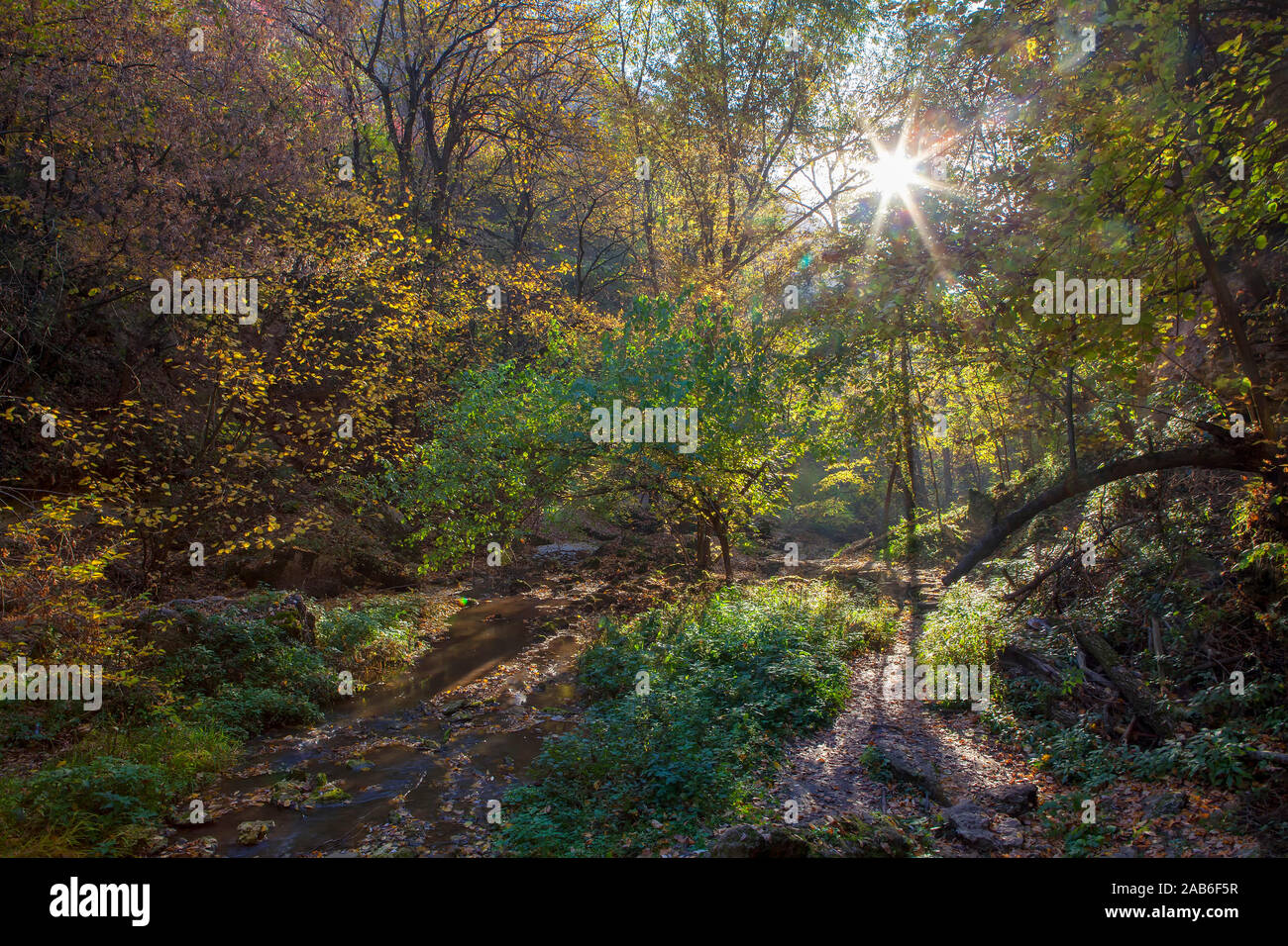 sun rays in the green forest Stock Photo - Alamy