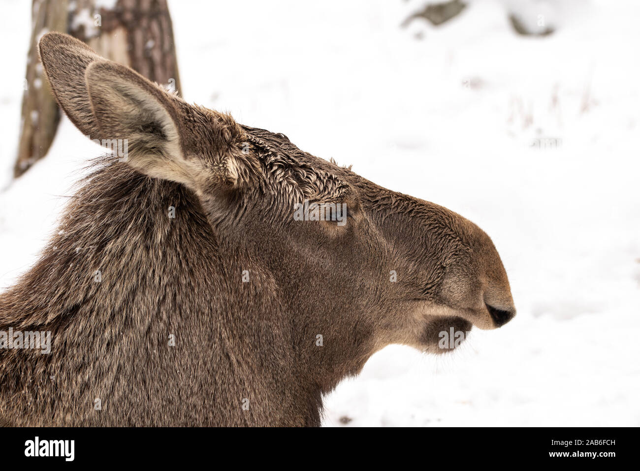 Closed portrait of beautiful wild female moose in the snowy forest ...