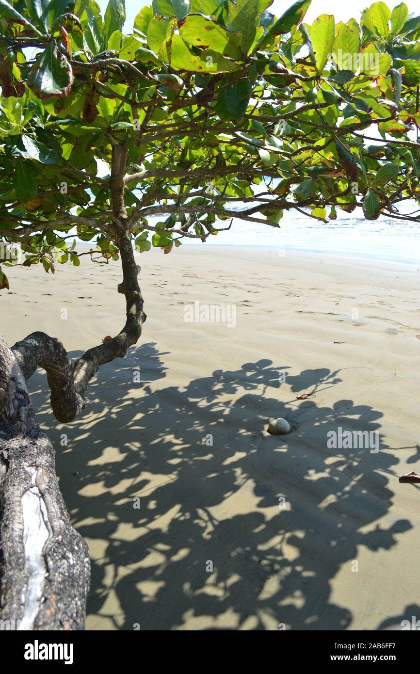 Tree and shade on tropical beach Stock Photo - Alamy