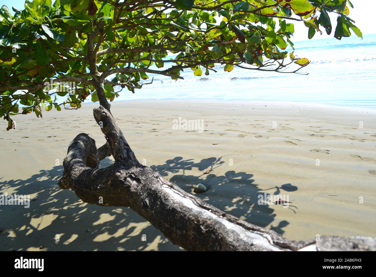 Tree and shade on tropical beach Stock Photo - Alamy