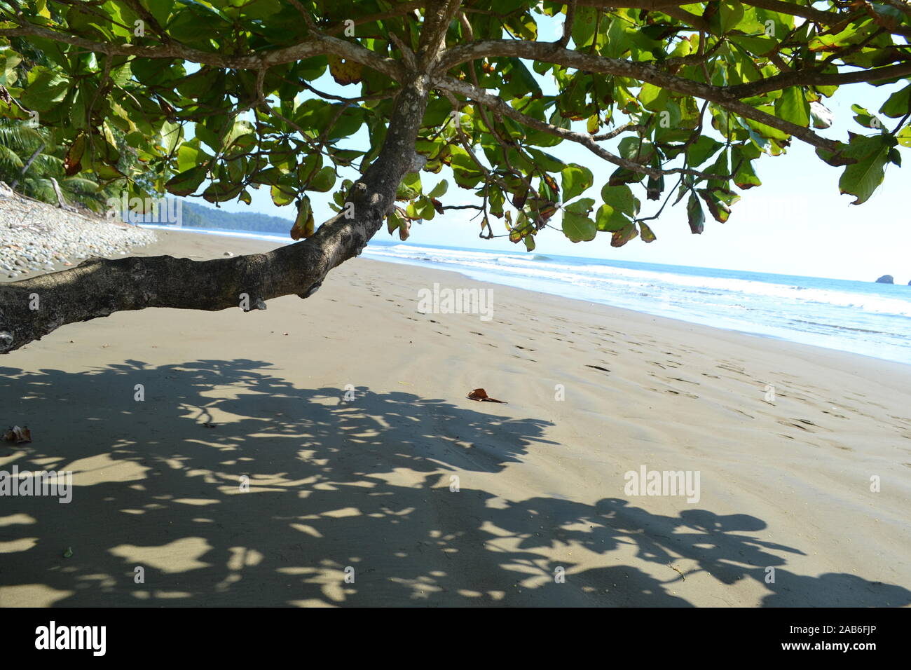 Tree and shade on tropical beach Stock Photo - Alamy
