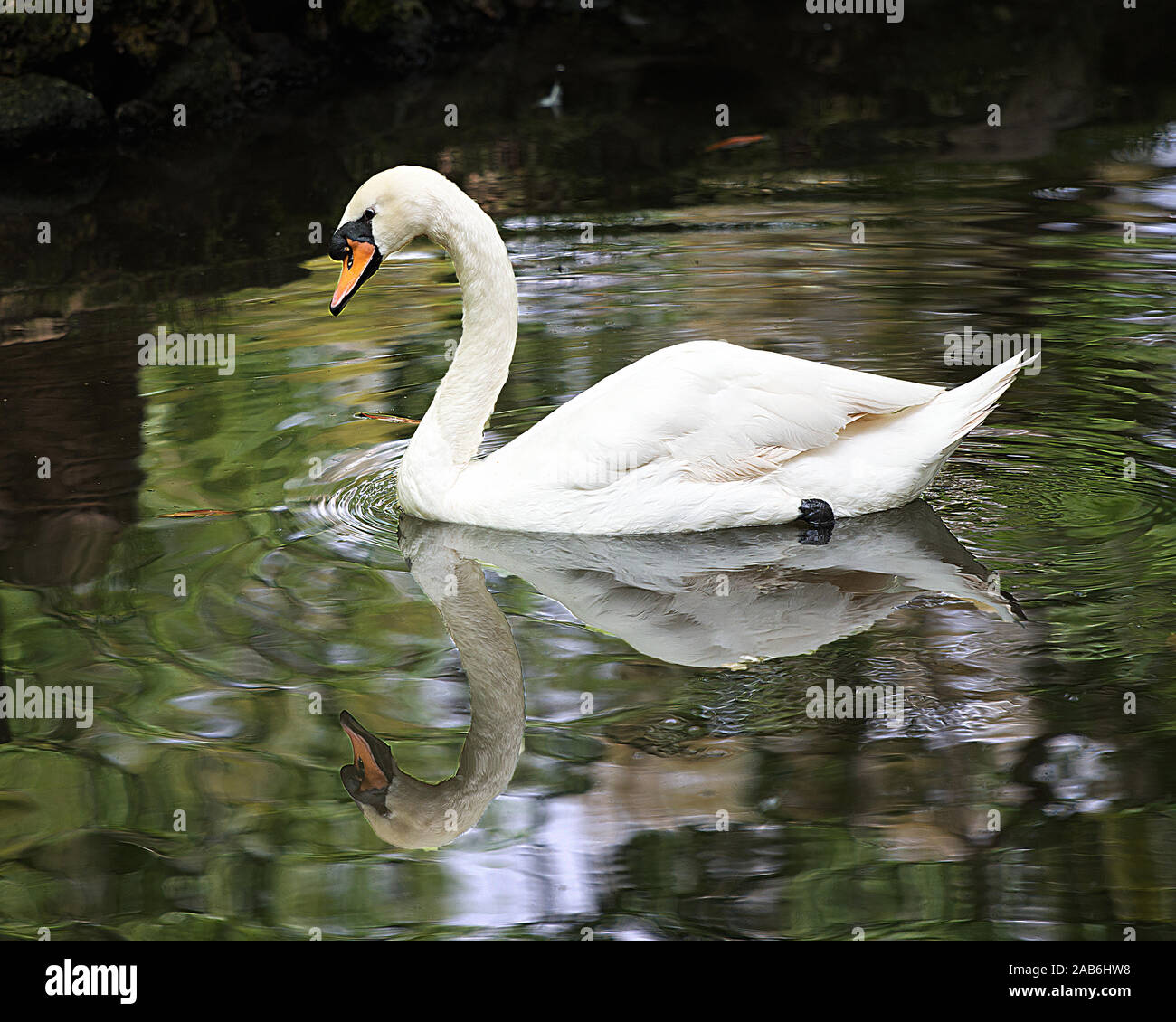 White swan bird in the water exposing its body, head, beak, eye, spread ...