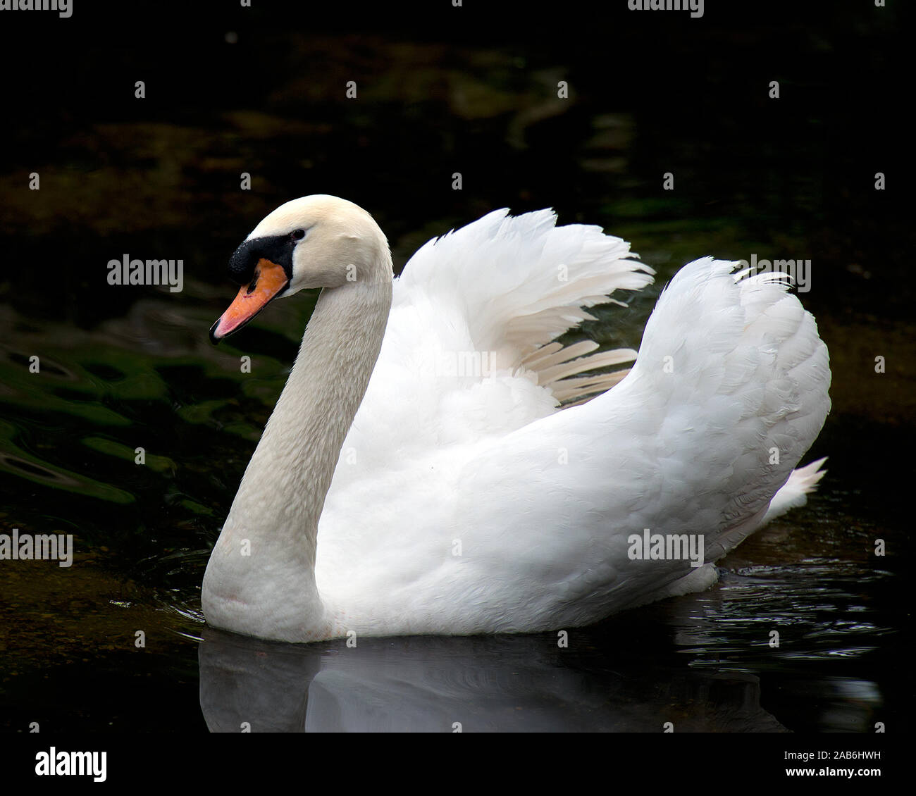 White swan bird in the water exposing its body, head, beak, eye, spread ...