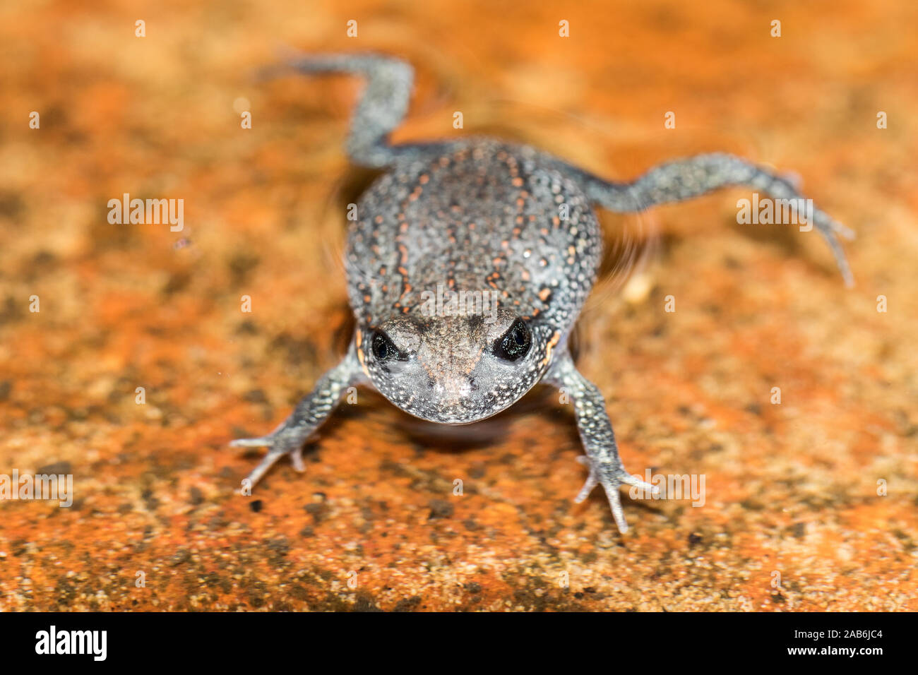 Giant Burrowing Frog Stock Photo - Alamy