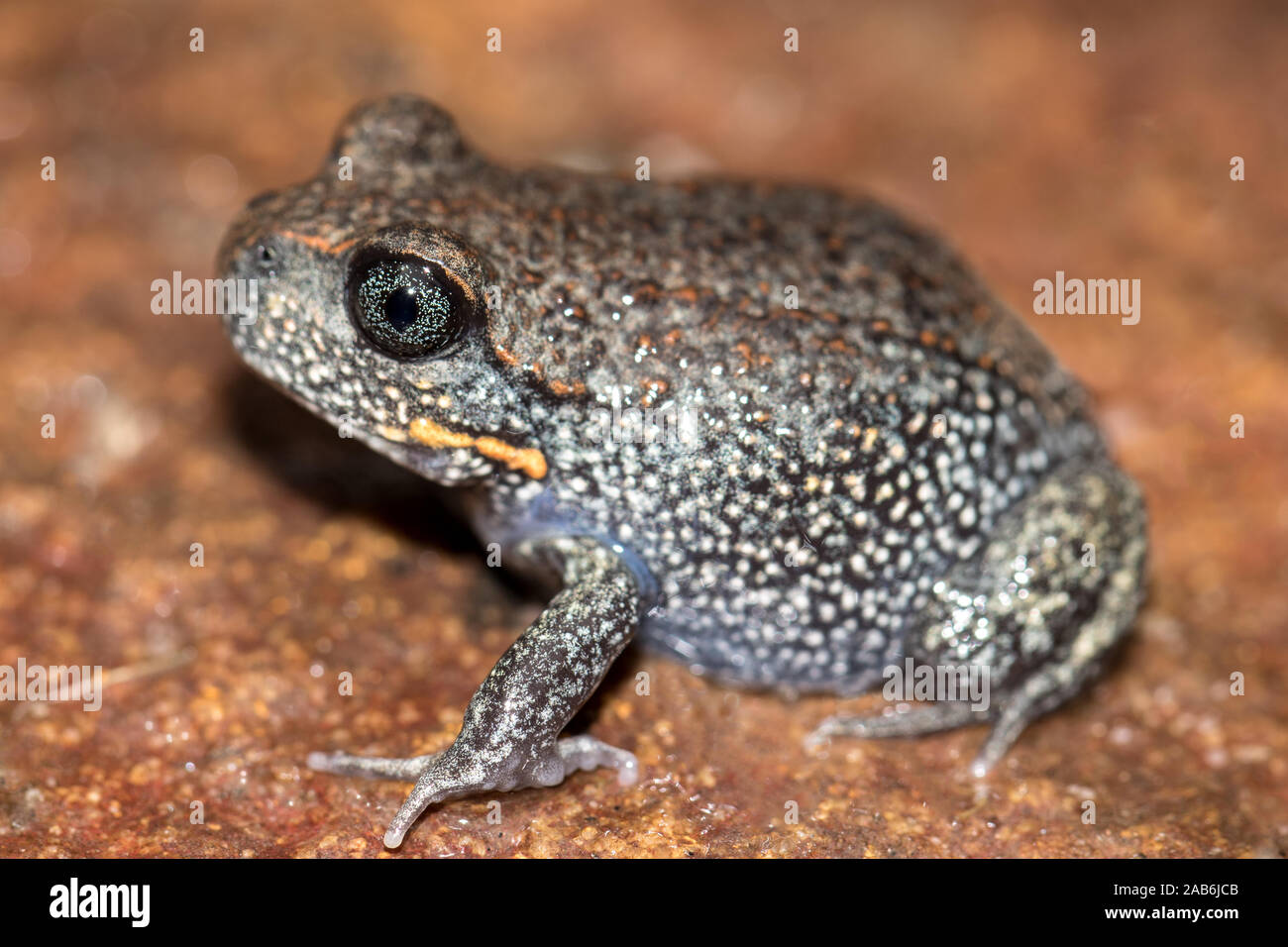 Burrowing frog hi-res stock photography and images - Alamy