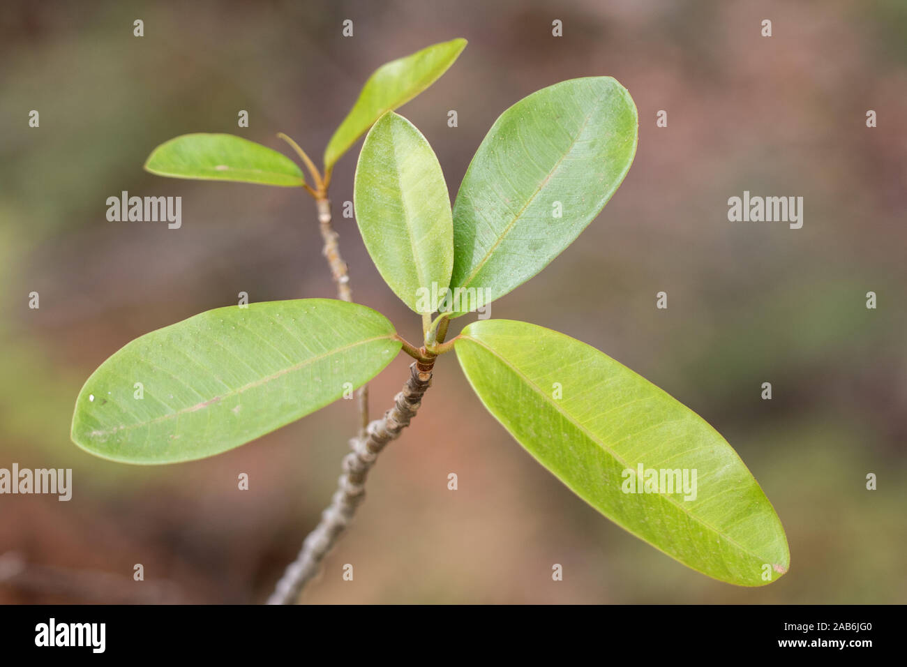 Port Jackson Fig Tree Stock Photo - Alamy