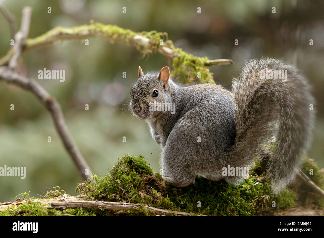 Eastern gray squirrel, known as the grey squirrel is native animal to eastern North America ...