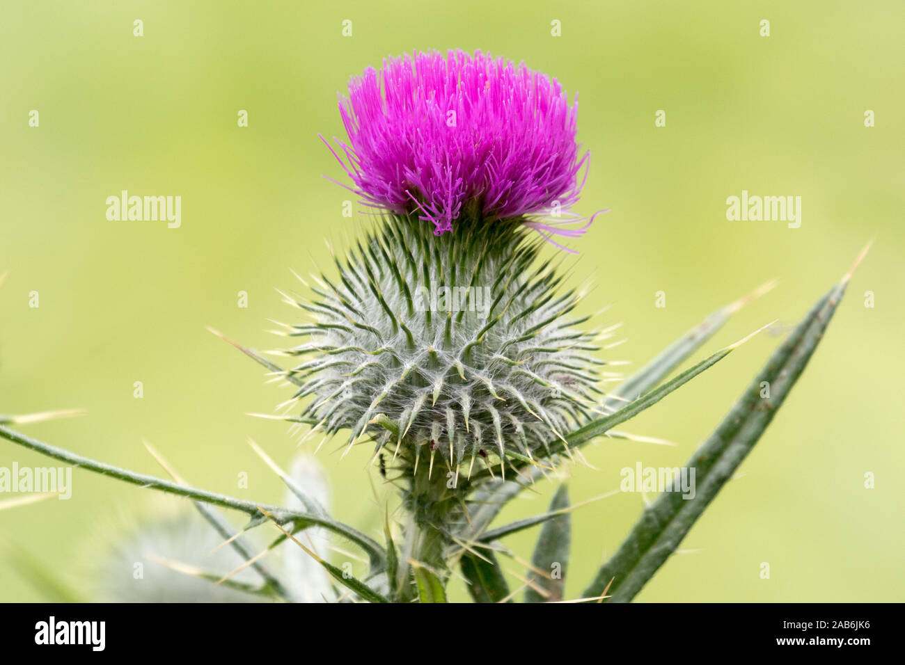 Scotch Thistle plant with green background Stock Photo - Alamy