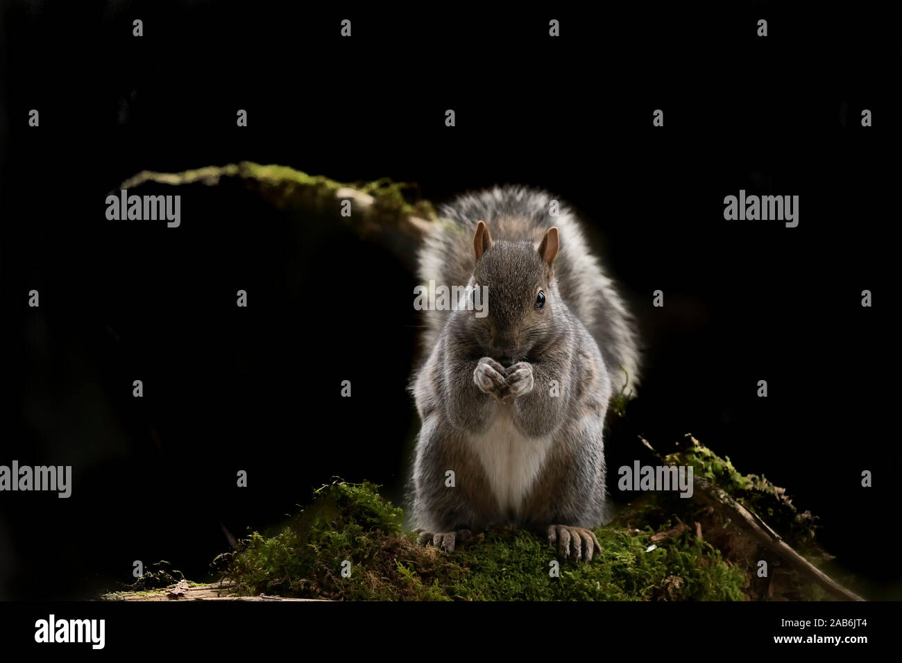 Eastern gray squirrel, known as the grey squirrel is native animal to ...
