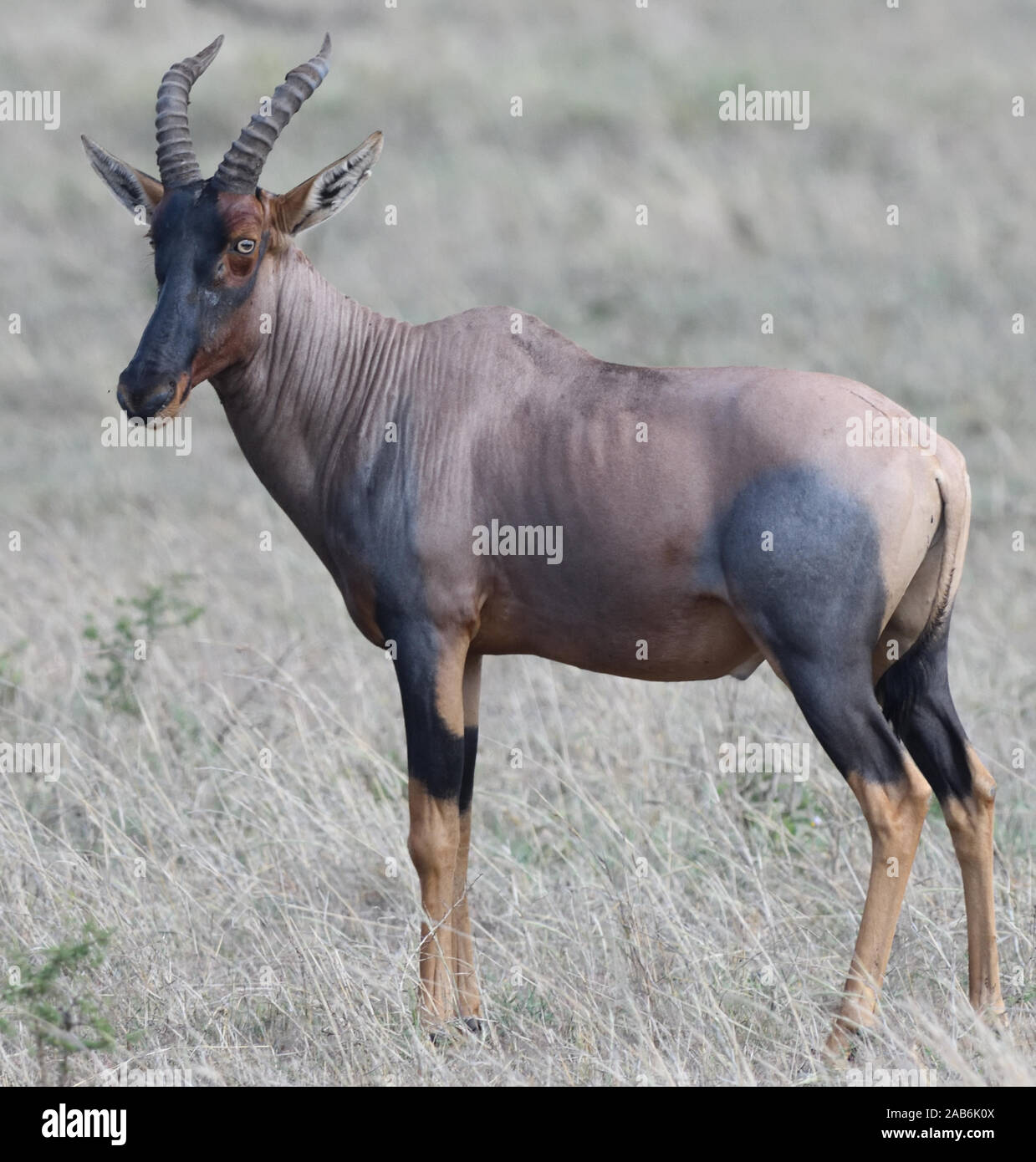 Antelope common tsessebe damaliscus lunatus hi-res stock photography ...