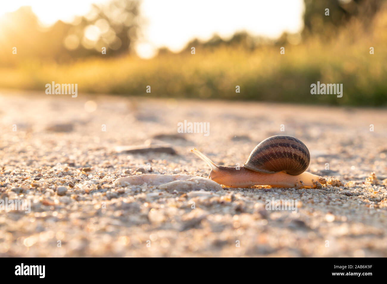 Snail walking over a sandy path in sunset Stock Photo - Alamy
