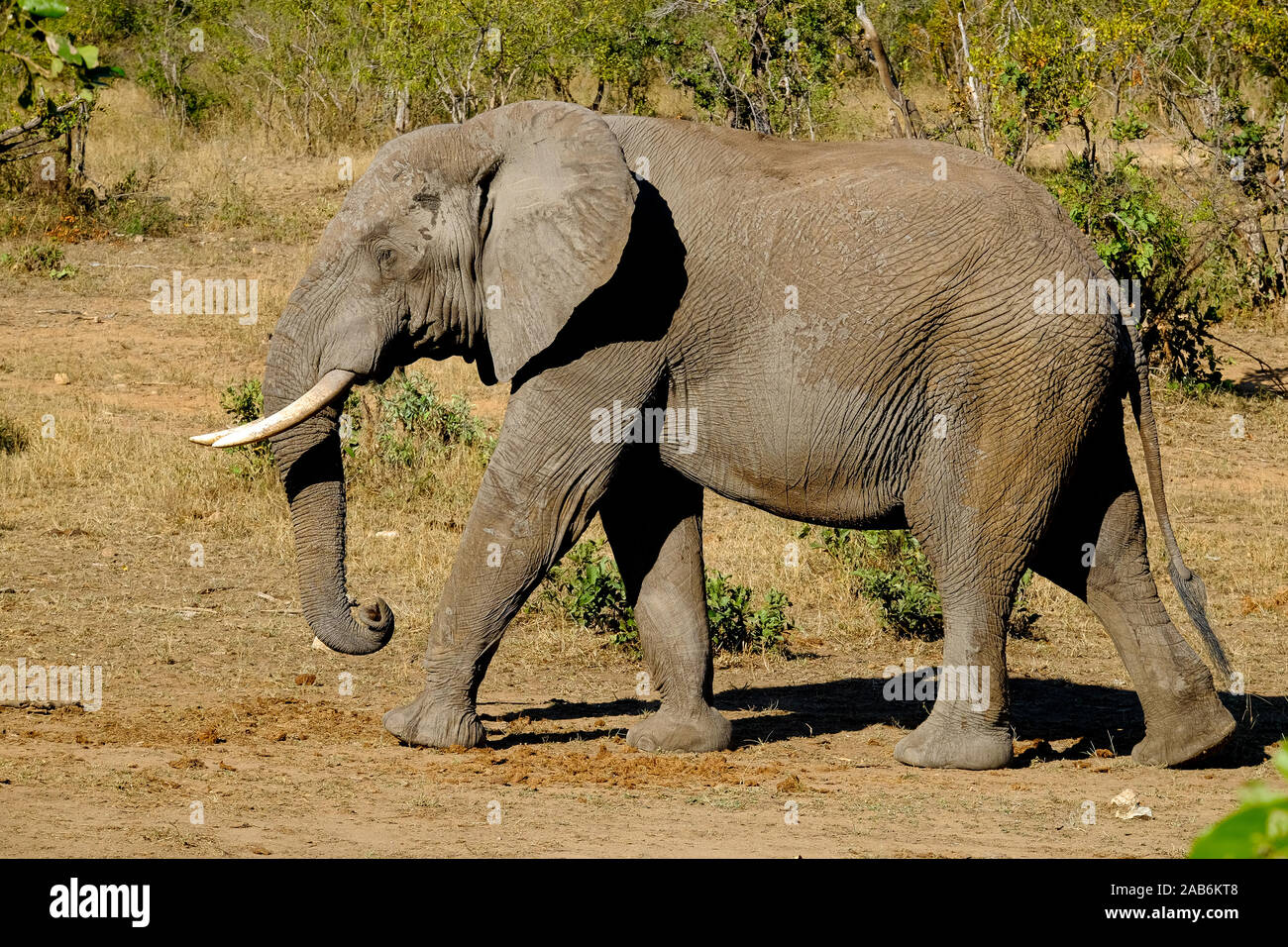 African elephant walking close wildlife hi-res stock photography and ...