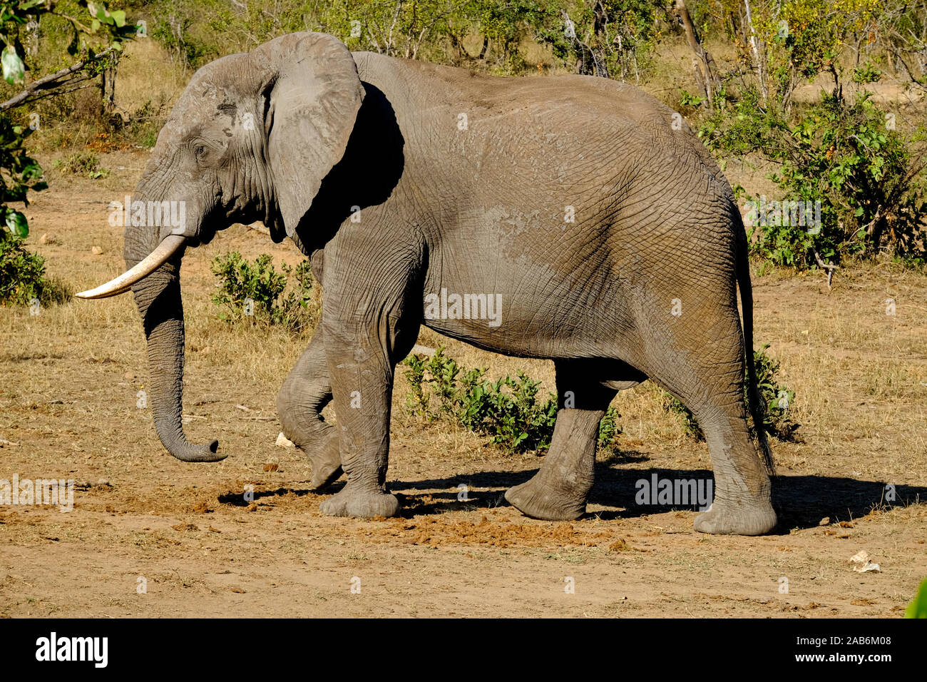 One African Elephant male walking captured sideways Stock Photo - Alamy