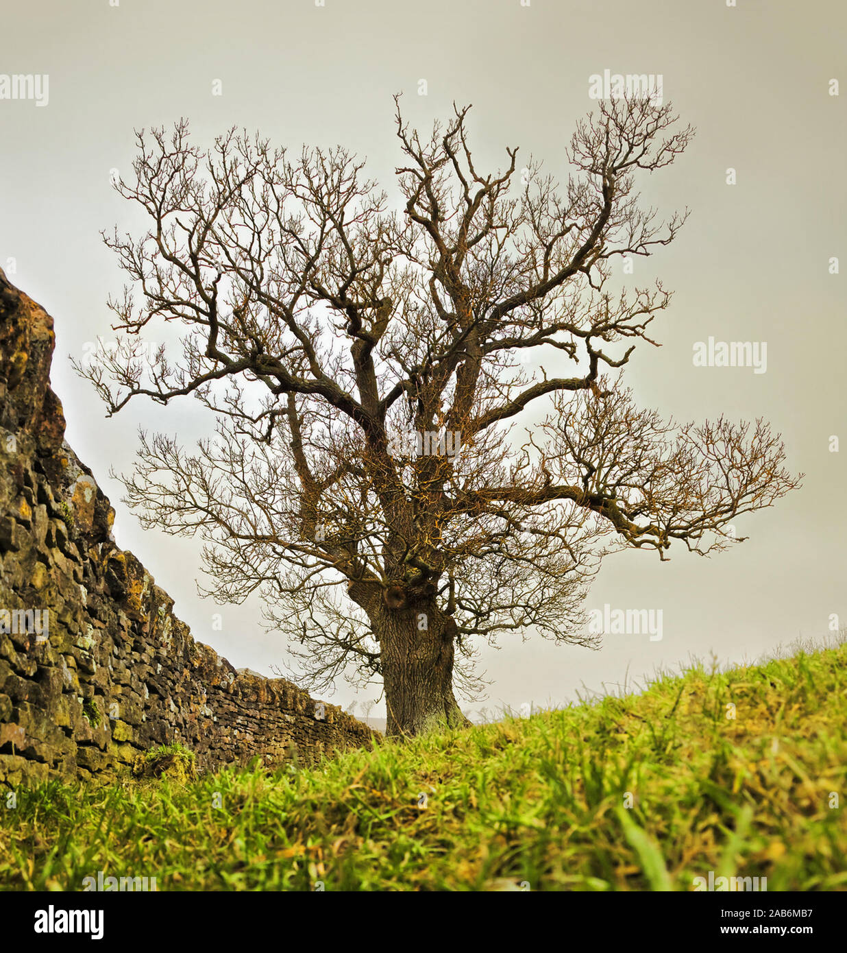 A photography of an old stone wall and tree Stock Photo - Alamy