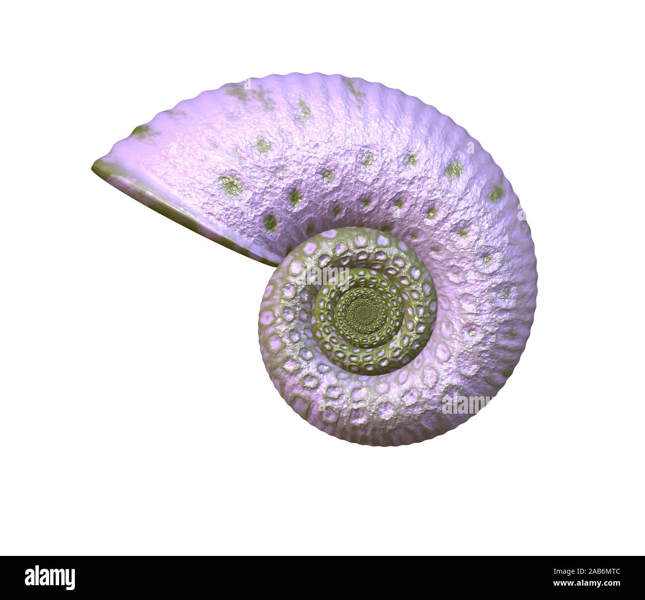 An illustration of a high detailed sea shell Stock Photo - Alamy