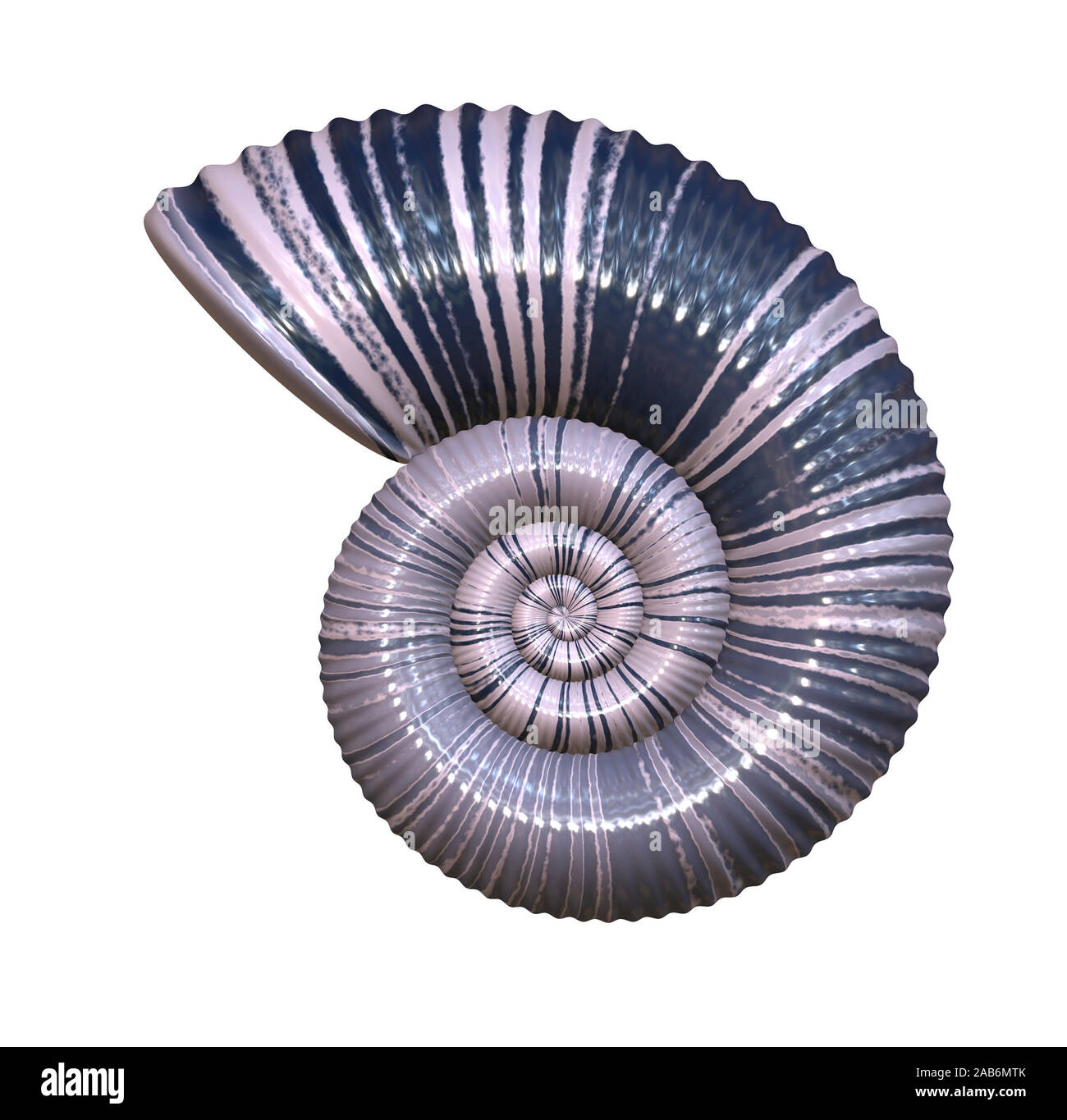 An illustration of a high detailed sea shell Stock Photo - Alamy