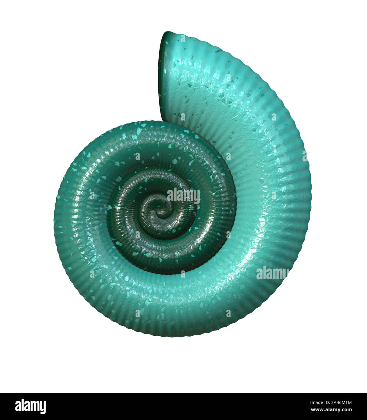 An illustration of a high detailed sea shell Stock Photo - Alamy