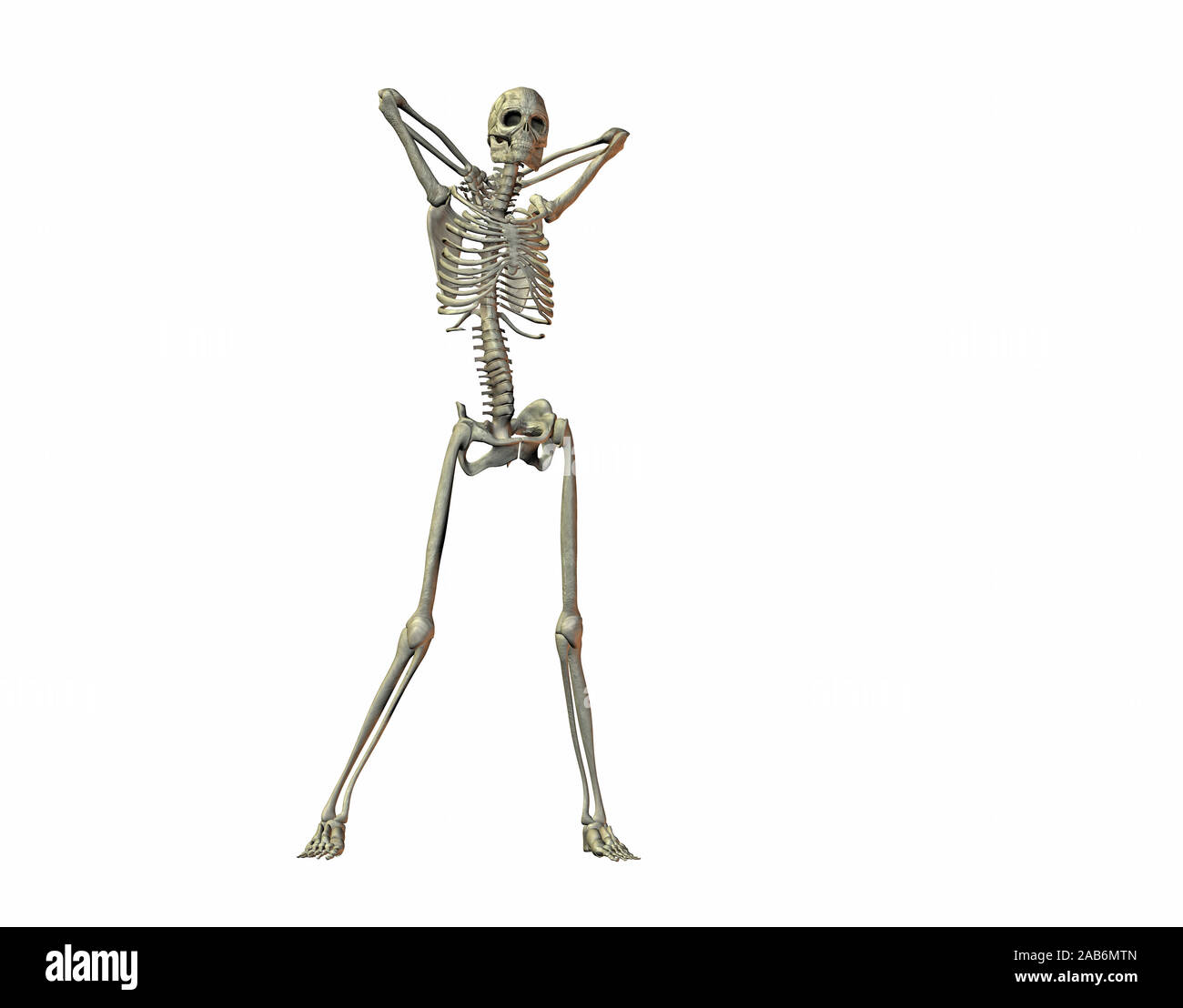 A illustration of a skeleton on a white background Stock Photo - Alamy
