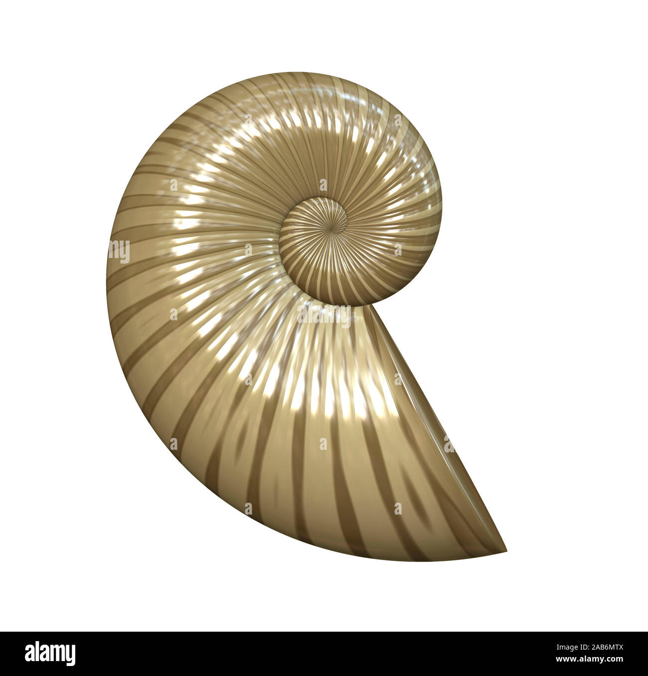 An illustration of a beautiful sea shell Stock Photo - Alamy