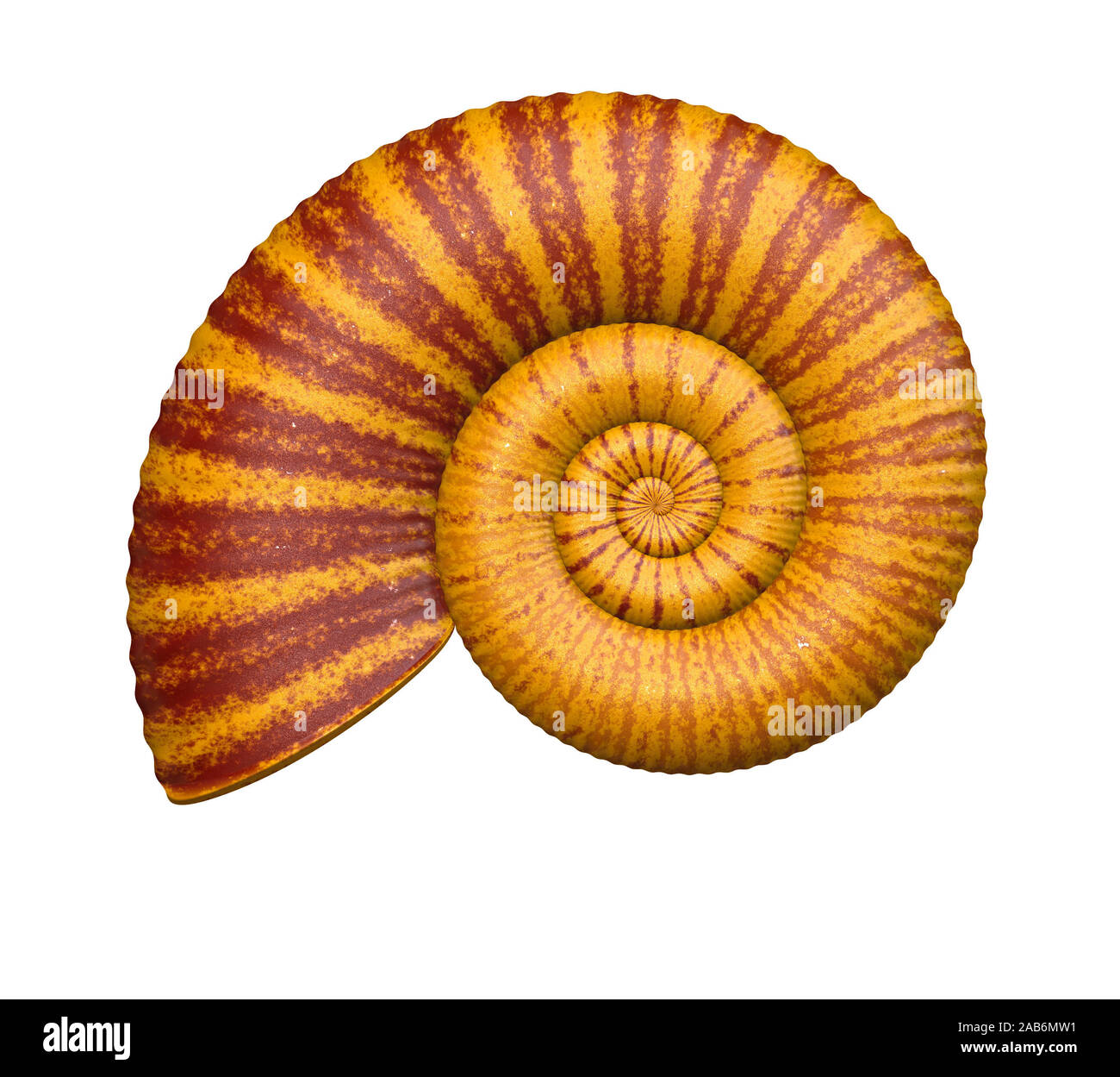 An illustration of a high detailed sea shell Stock Photo - Alamy